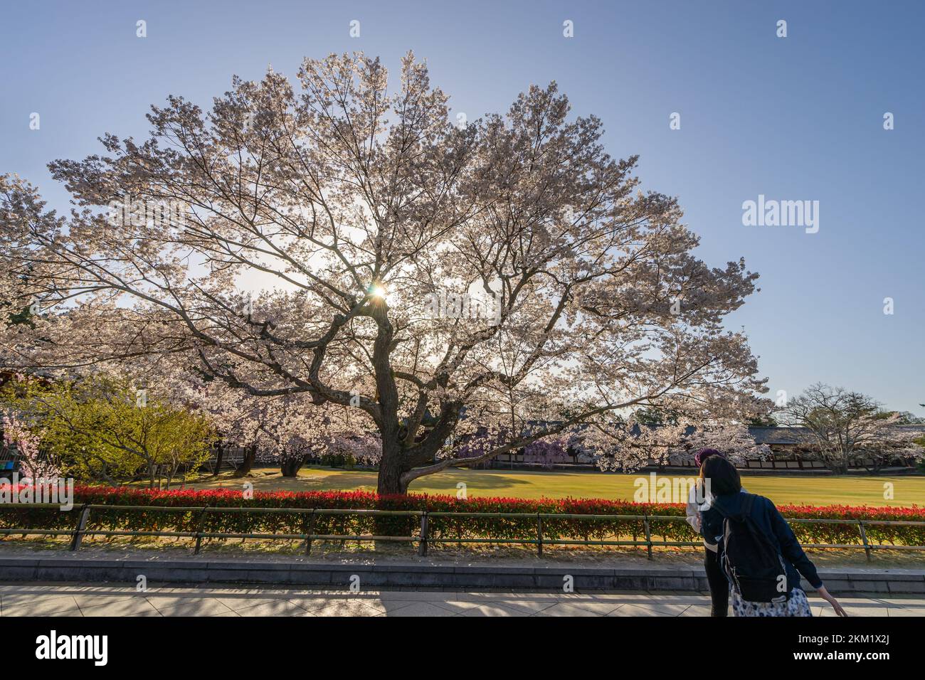 Beautiful fully cherry blossom tree wuth the sunlight shading the ...