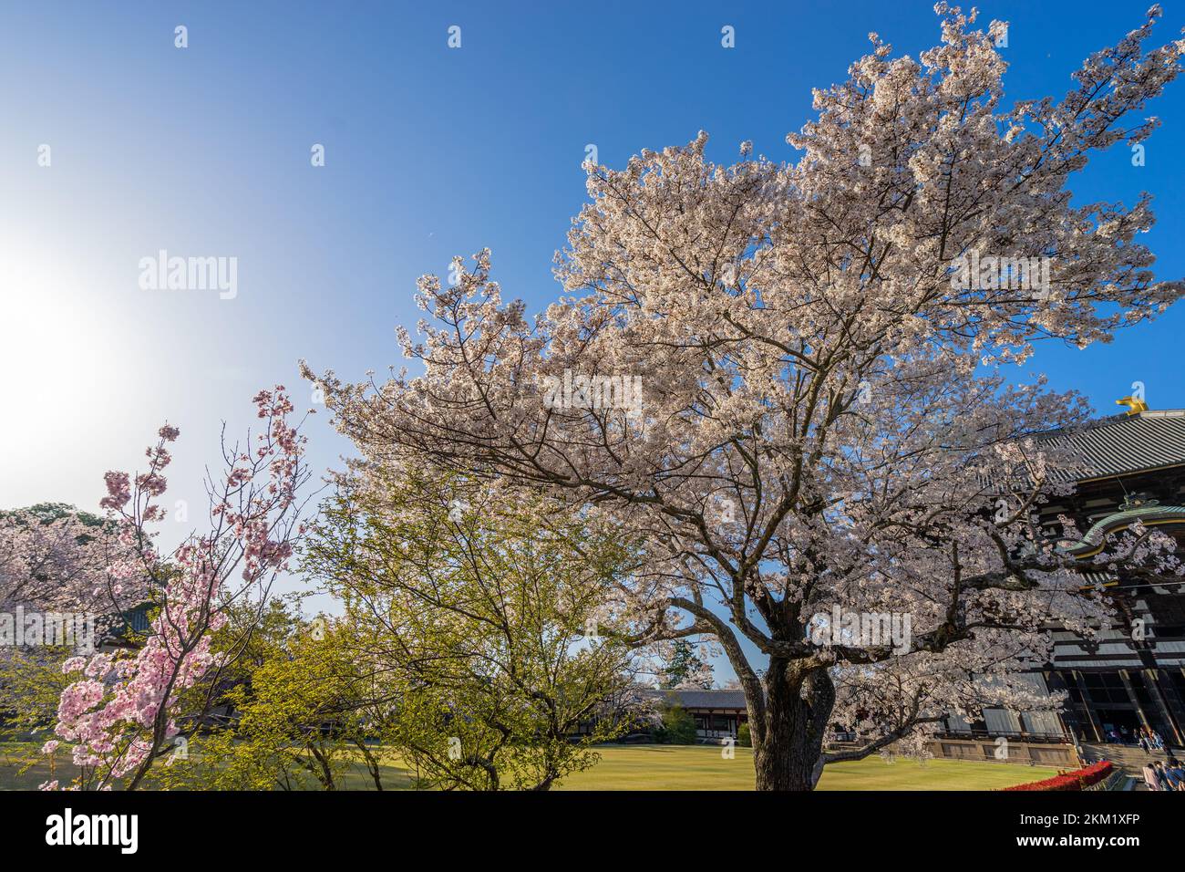 Beautiful fully cherry blossom tree wuth the sunlight shading the ...