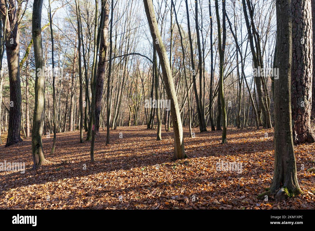 deciduous trees in the autumn season during leaf fall, mixed forest ...