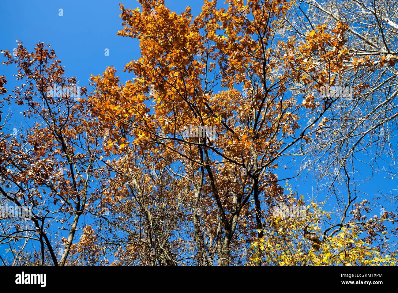 trees in a mixed forest during leaf fall, autumn forest with different ...
