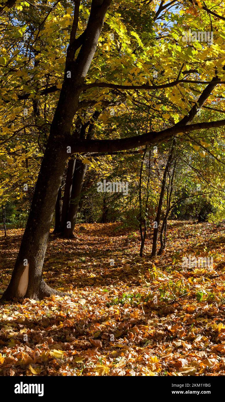 autumn landscape with deciduous trees in the forest, deciduous trees ...
