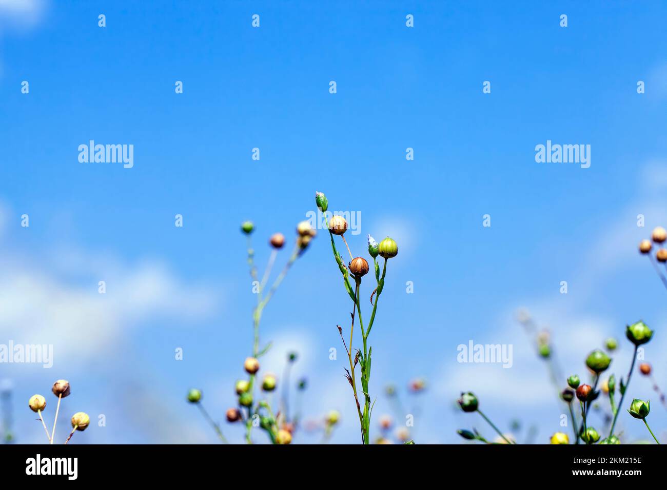 growing a flax crop to harvest seeds and straw for fabric making, an ...
