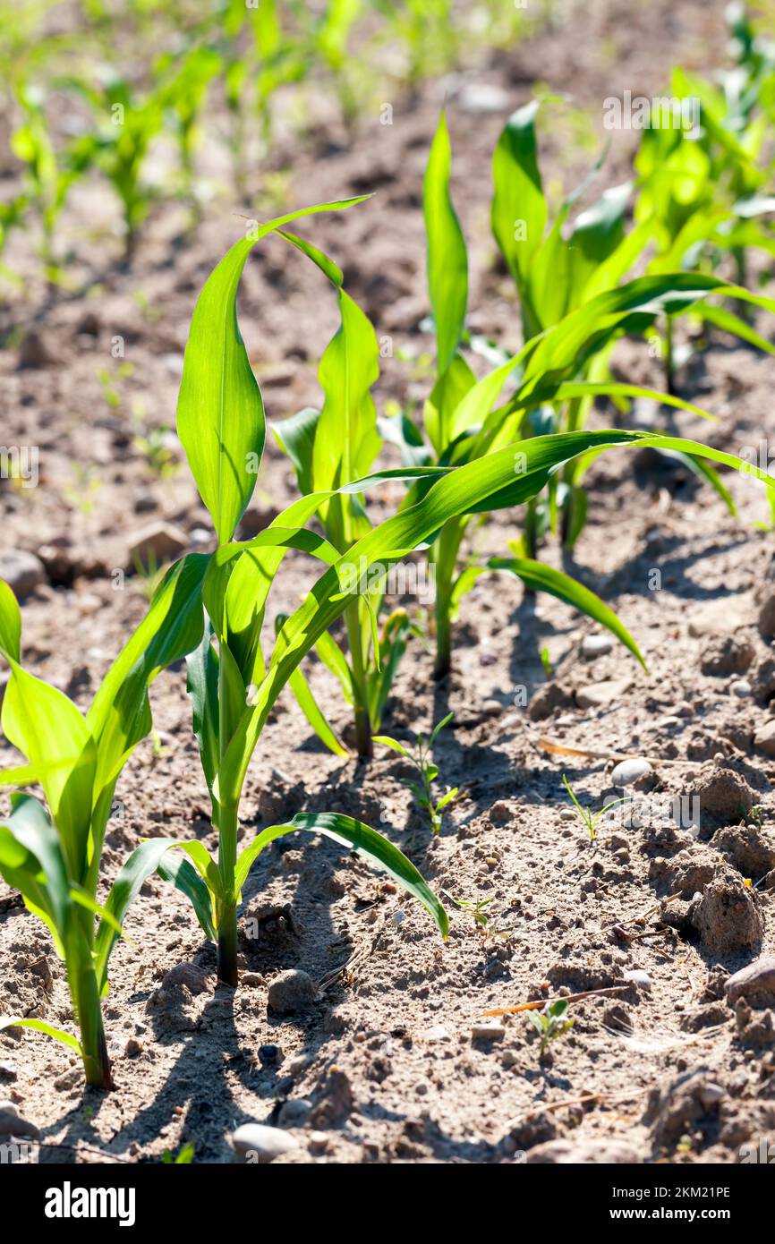 green young corn on an agricultural field in the spring season ...