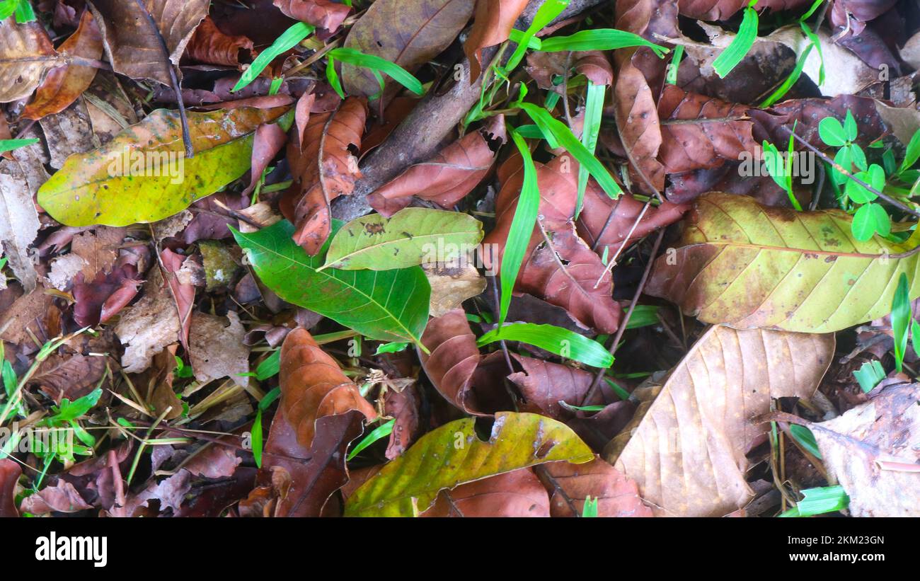 dry leaves on the ground falling from trees Stock Photo - Alamy