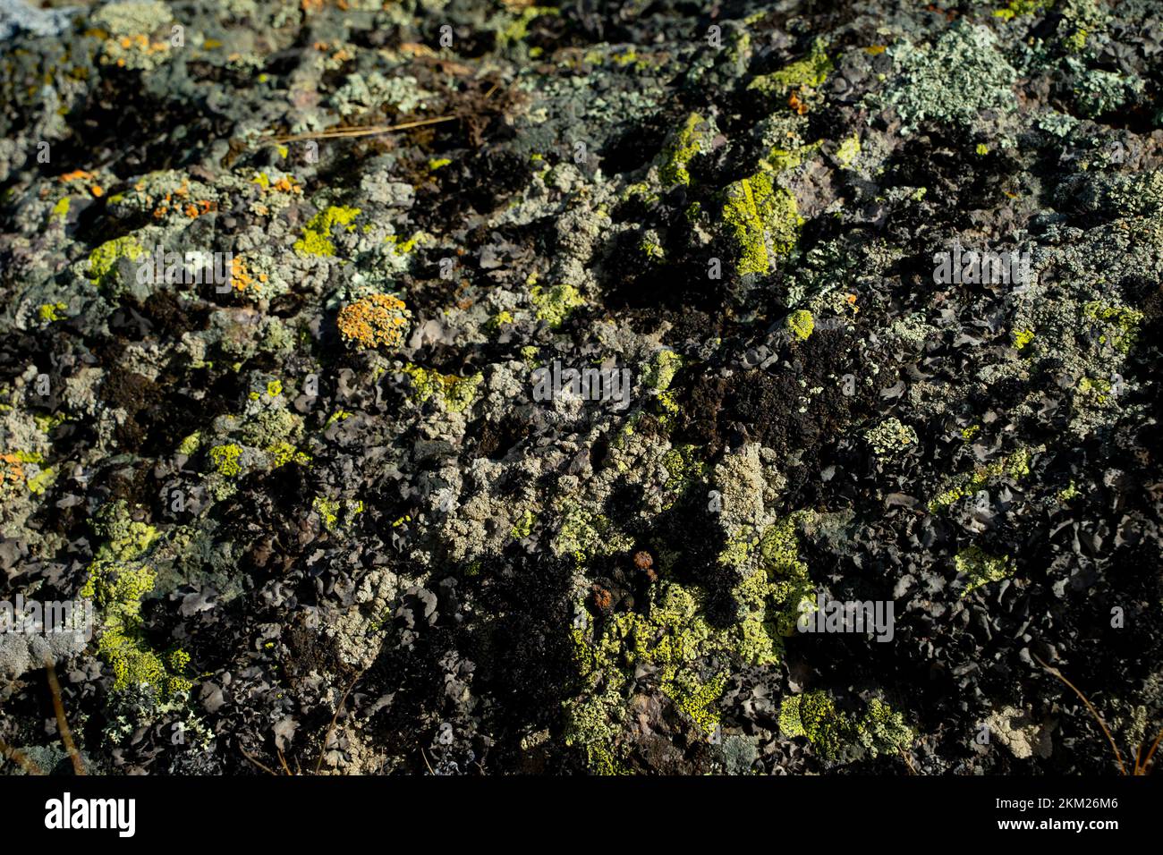 The old stone in the forest covered with moss and lichen. Macro ...