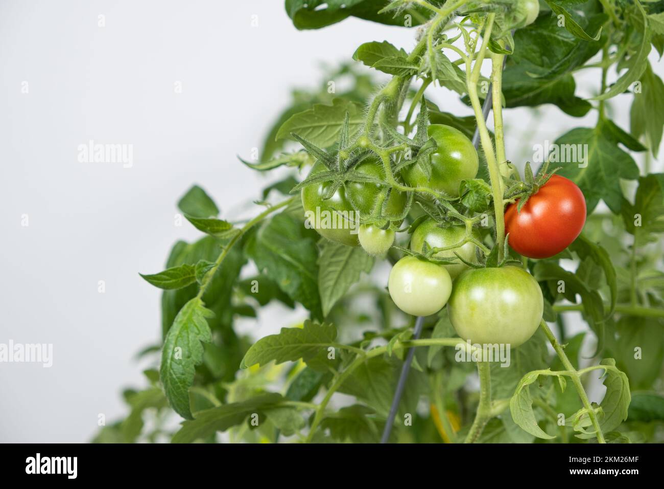 Growing tomatoes from seeds, step by step. Step 13 - ripe tomatoes ...