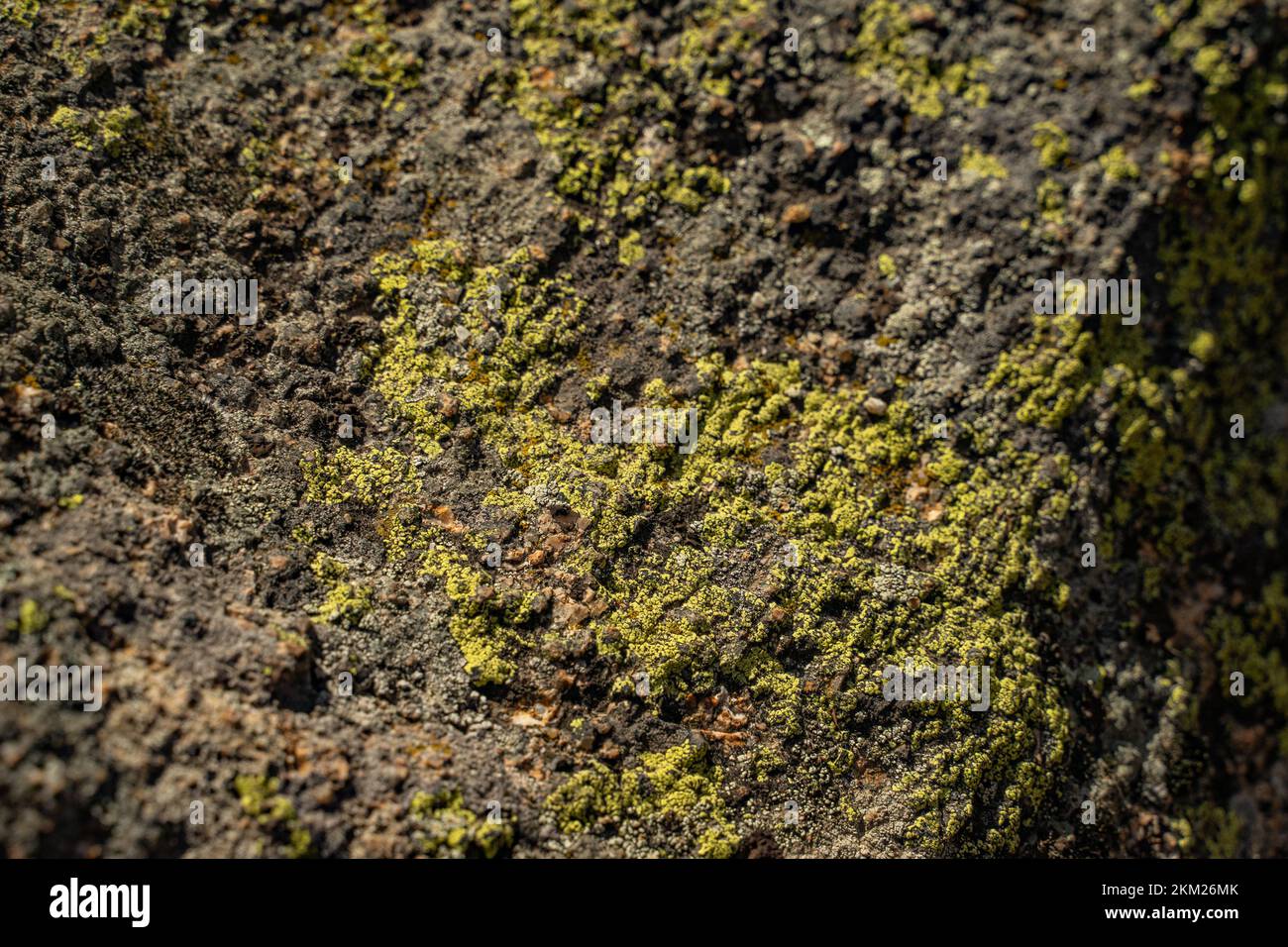 The old stone in the forest covered with moss and lichen. Macro ...