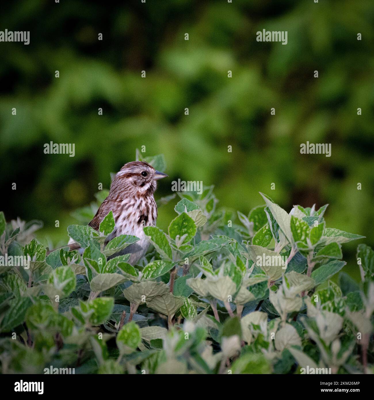 A closeup shot of a cute sparrow perched on a bush Stock Photo - Alamy