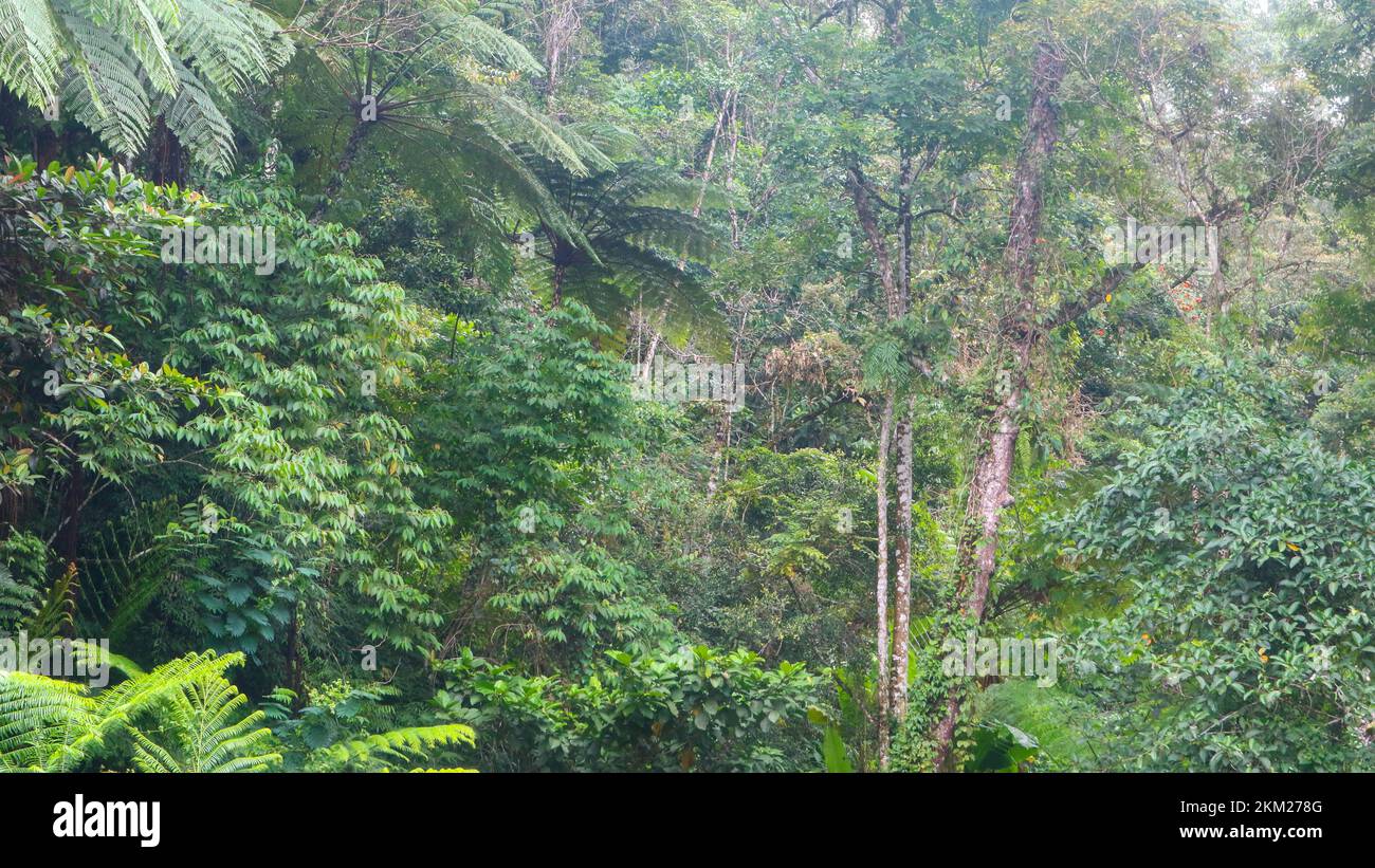 beautiful green trees as background Stock Photo - Alamy