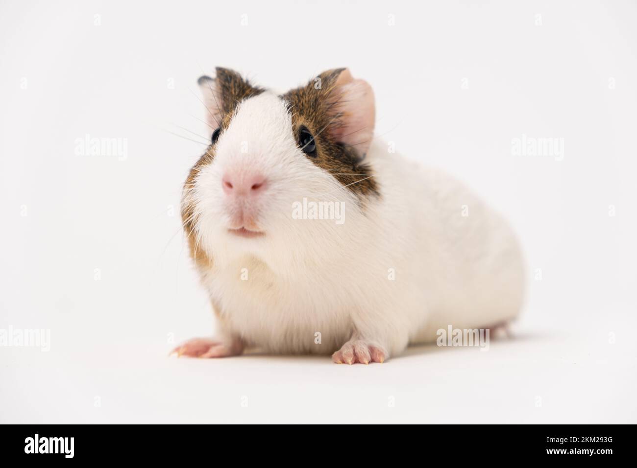 A small guinea pig aged 2 months sits on a white background Stock Photo ...