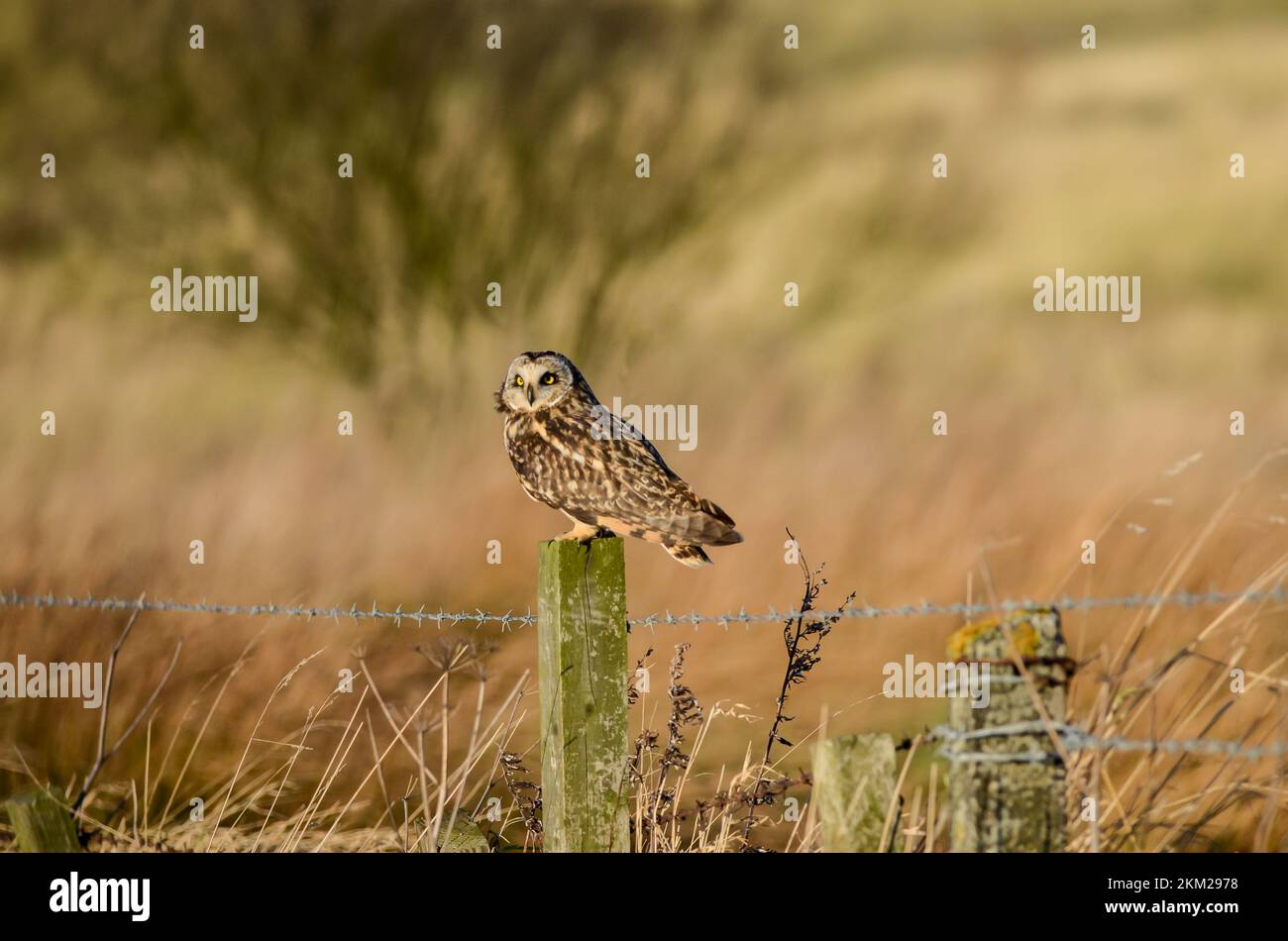 Short fence area hi-res stock photography and images - Alamy