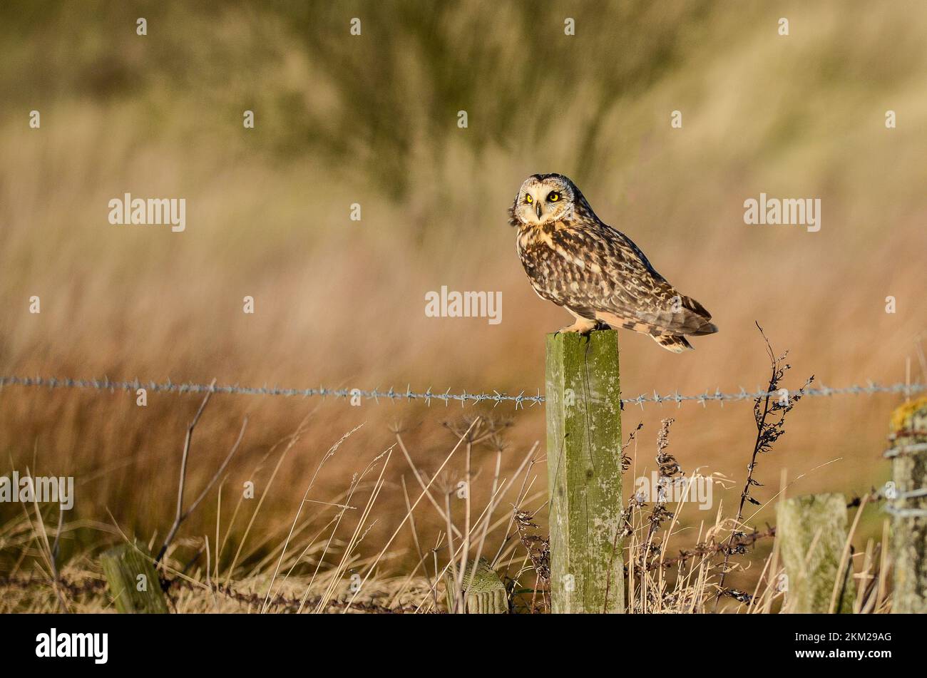 Short fence area hi-res stock photography and images - Alamy