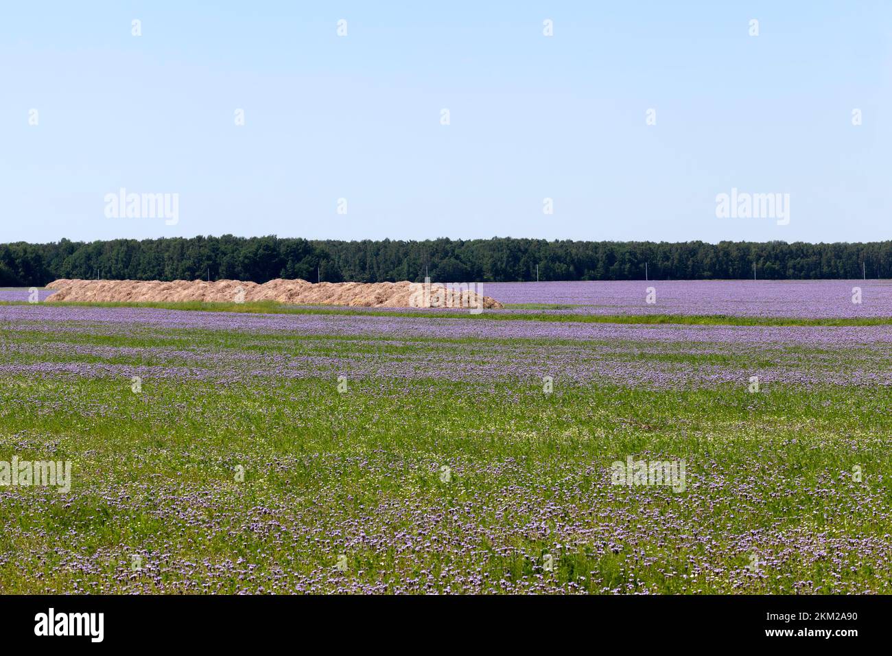an agricultural field on which a crop of Phacelia of purple flowers ...