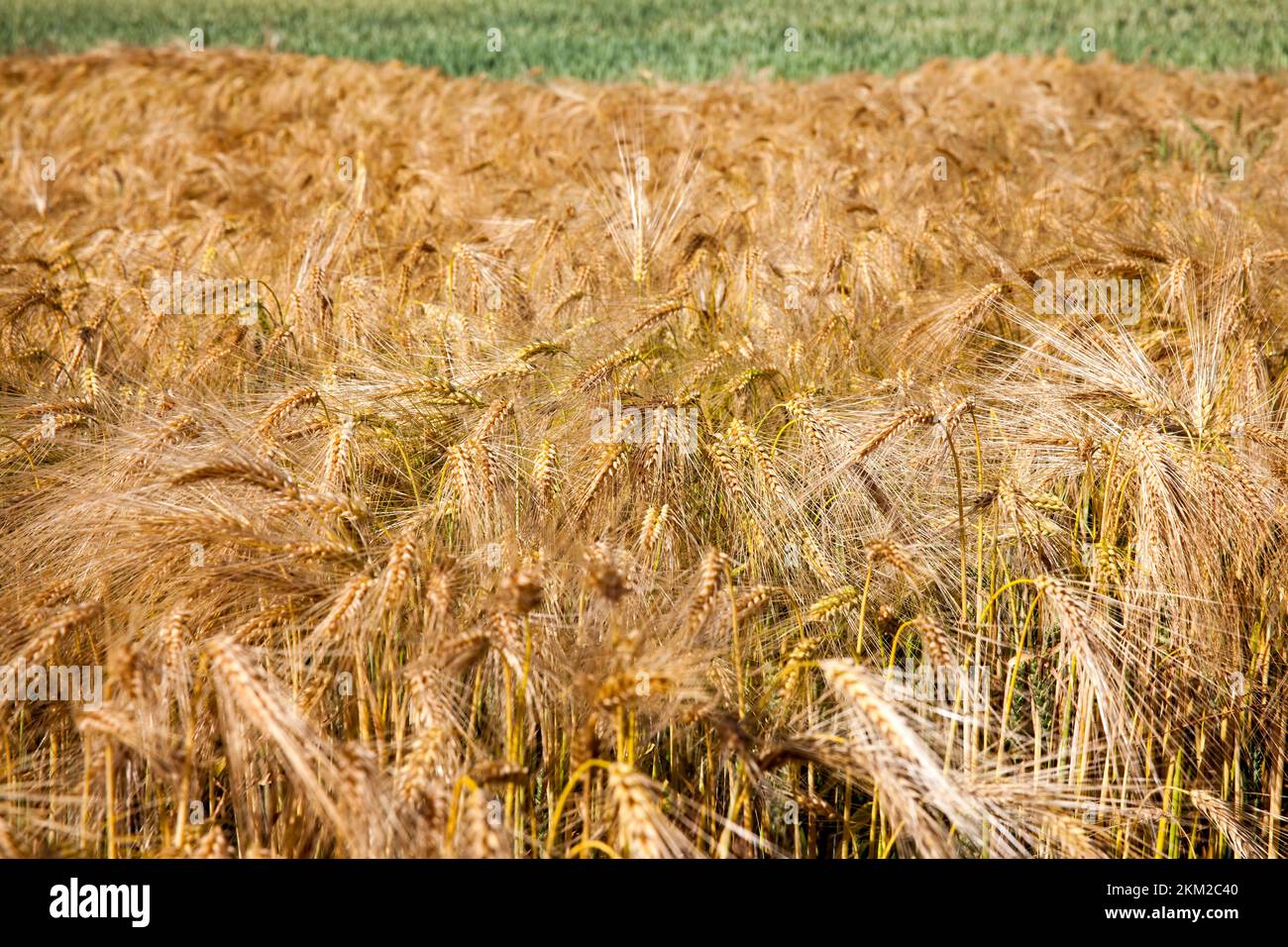 golden rye in an agricultural field in the summer, farming for growing ...