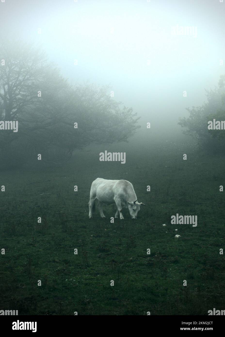 cow under a tree with fog. fog tree in misty winter season Stock Photo ...