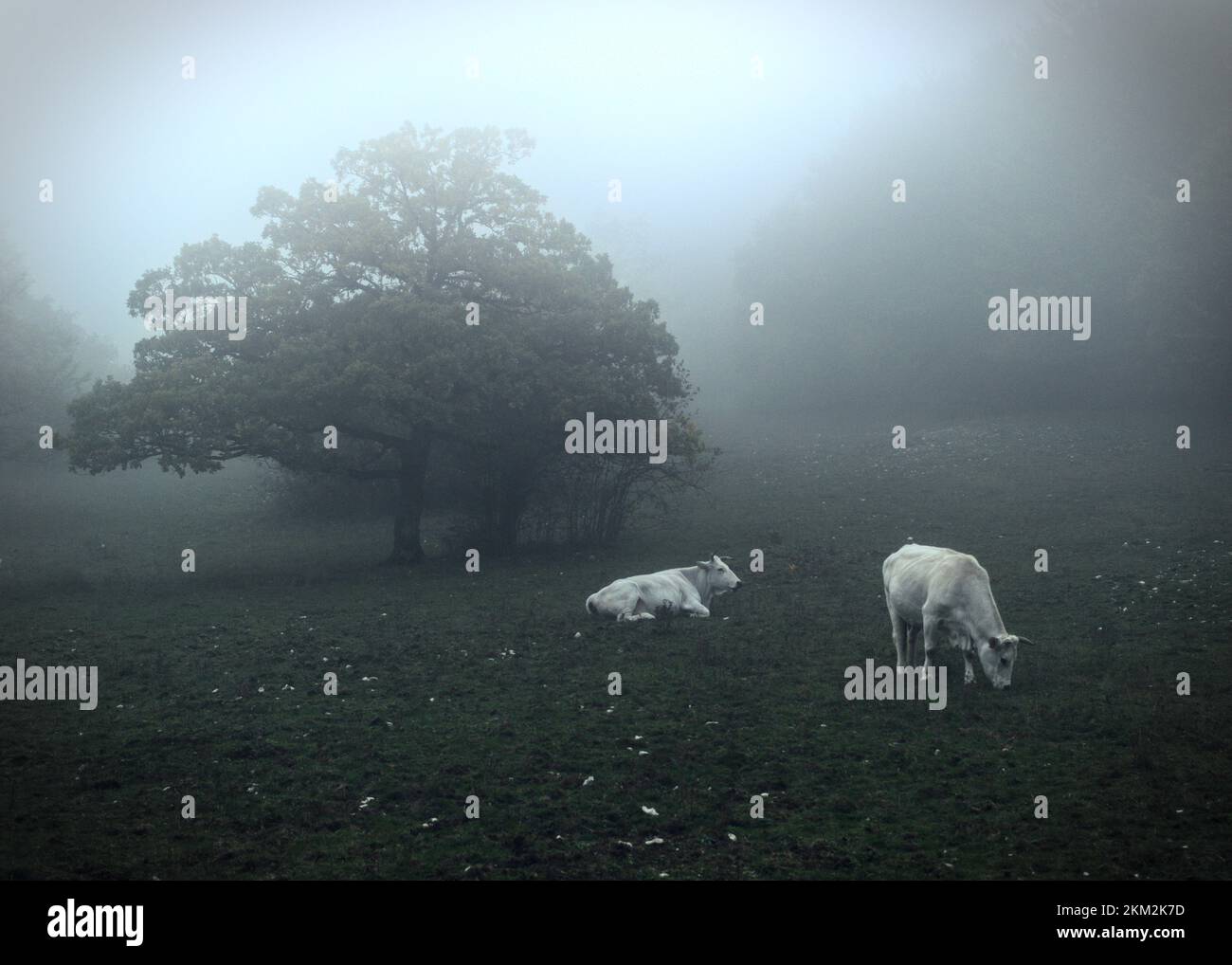 cow under a tree with fog. fog tree in misty winter season Stock Photo ...
