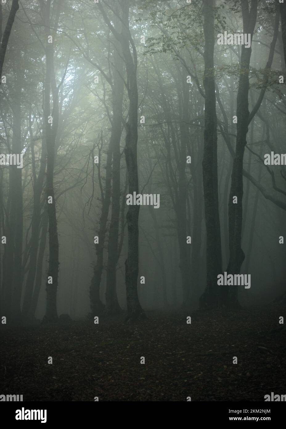 tree landscape in the mountain with fog. tree forest with fog. foggy ...