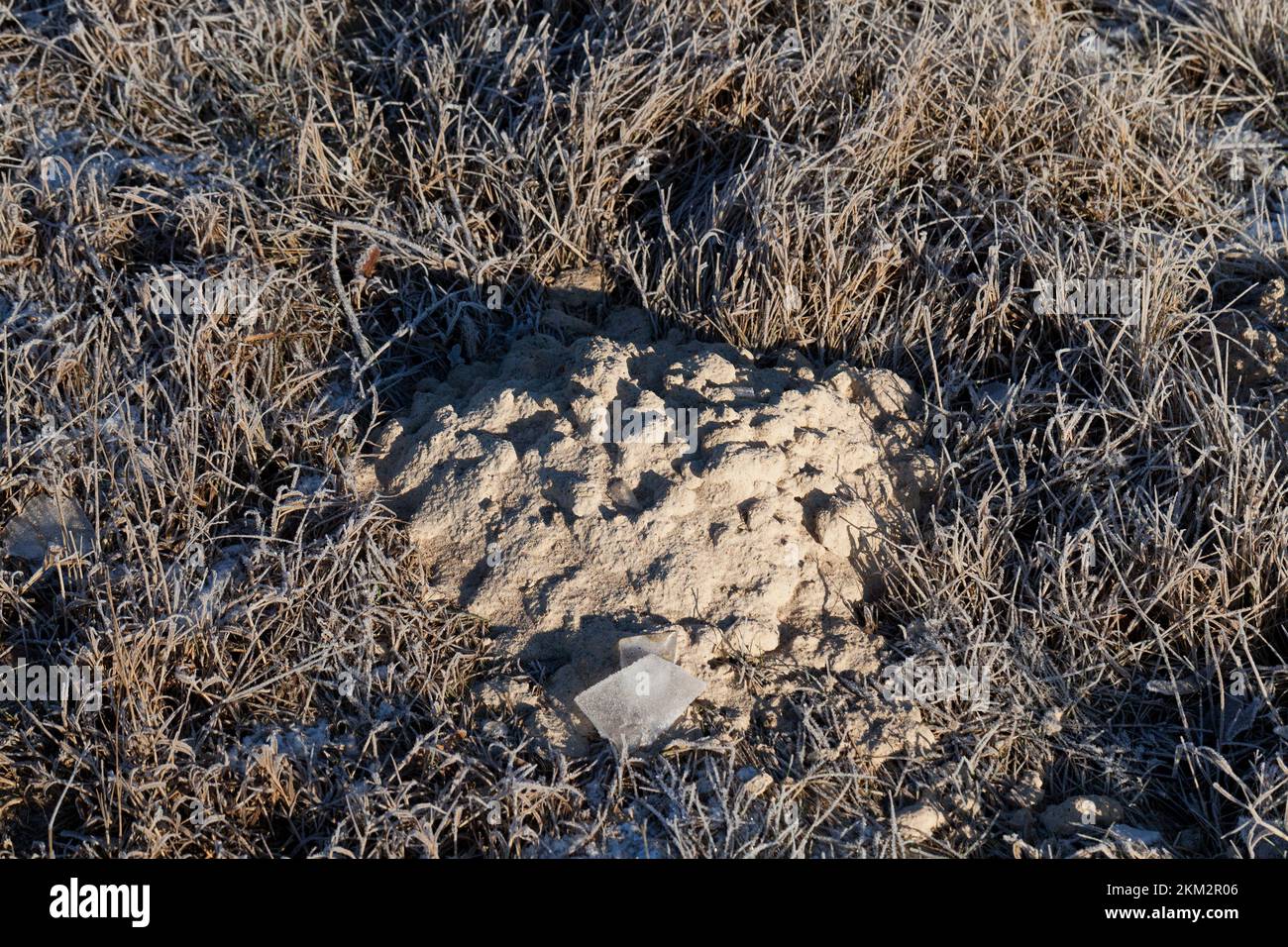 mole holes frozen in winter, a mole hole in frost in winter Stock Photo ...