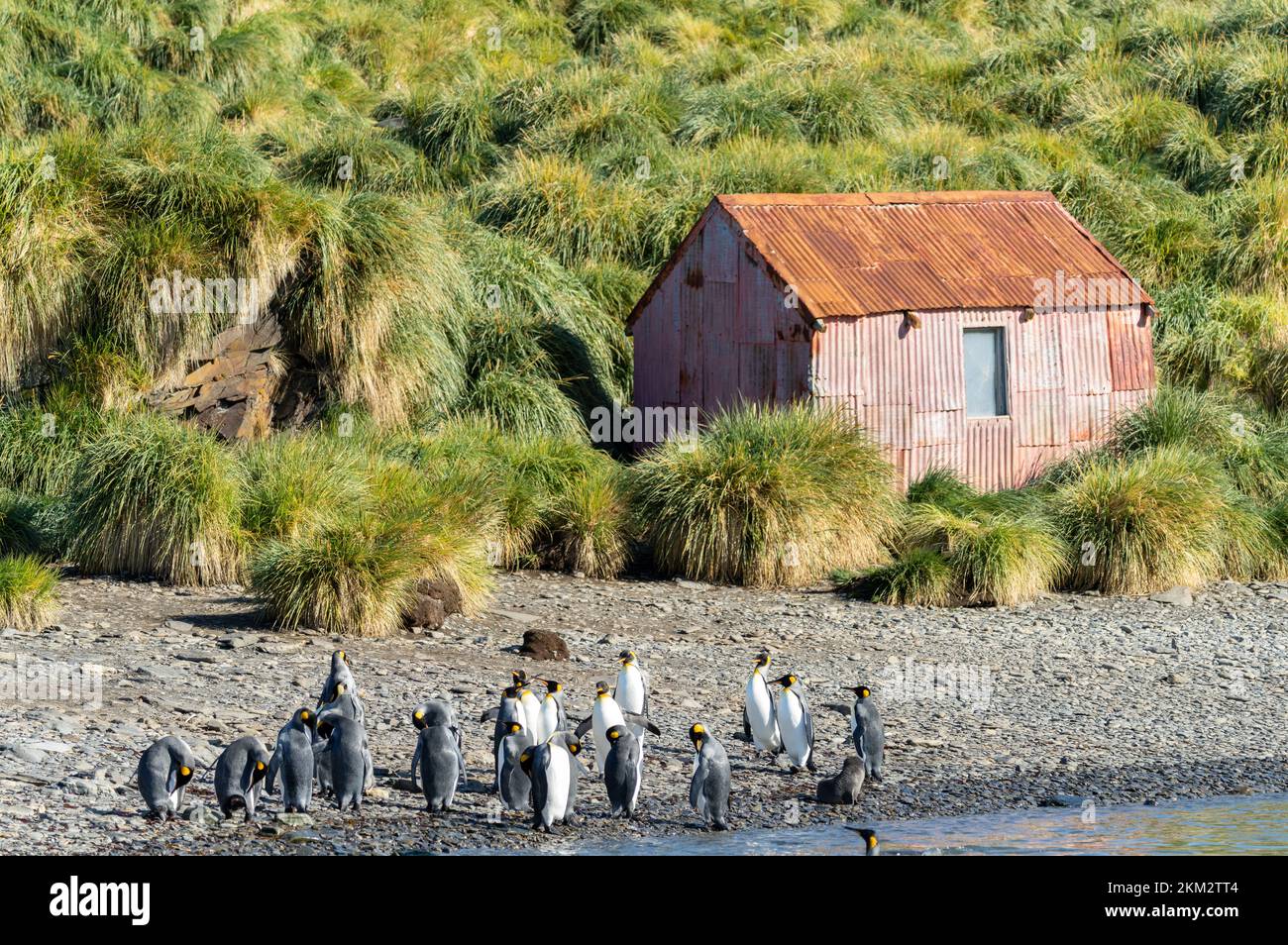 South Georgia Landscape Idyll in Jason Harbour Lagoon Point Stock Photo ...