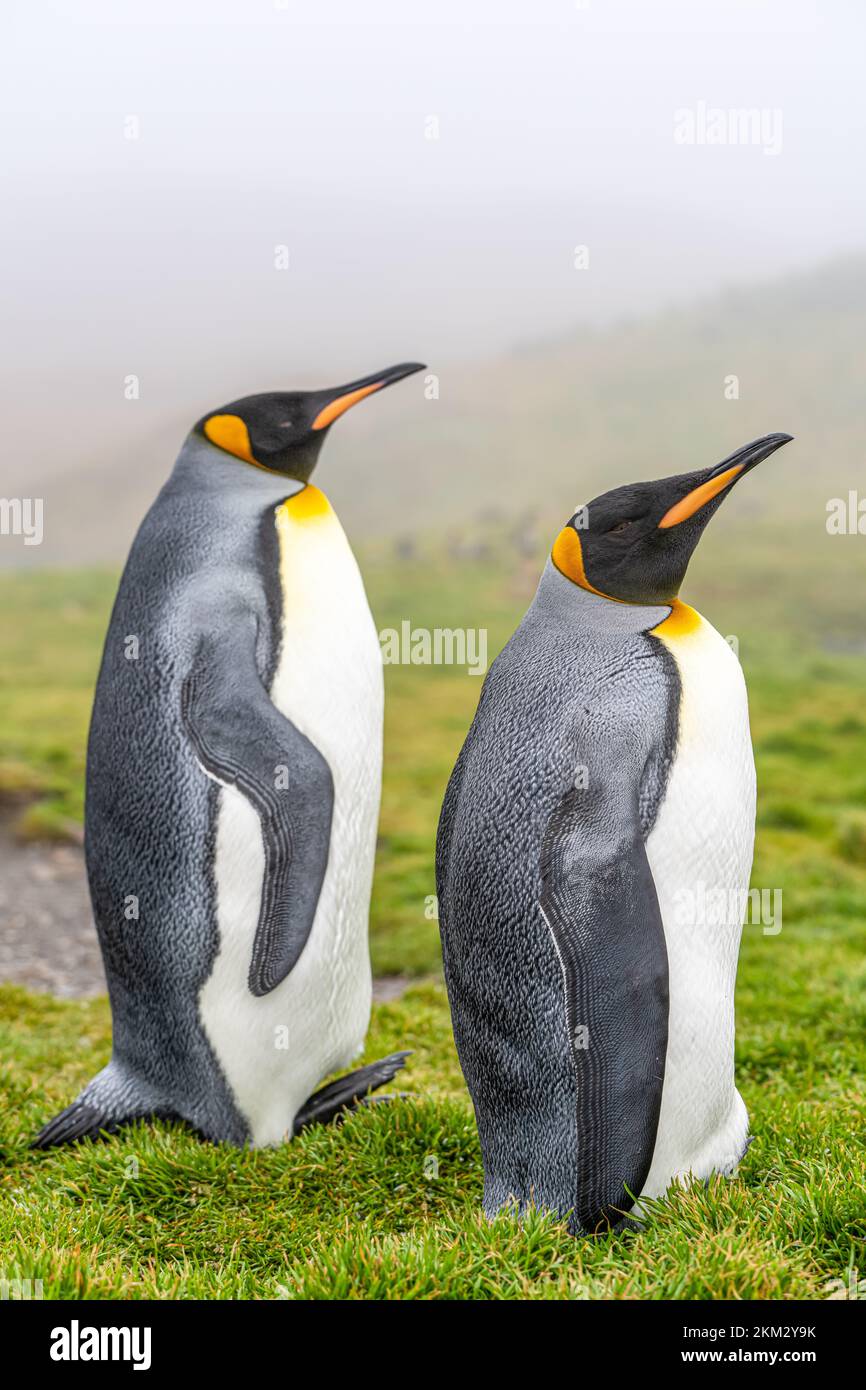 King penguin head (APTENODYTES PATAGONICUS), cropped against green ...