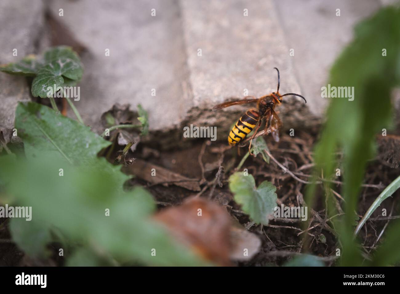 Hornet climbing a pole and a concrete tile - Vespa crabro - a large ...