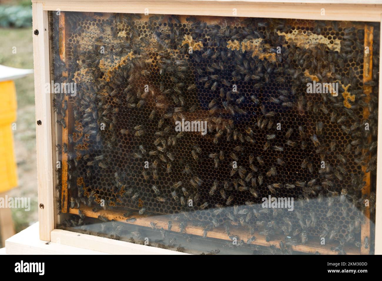 Honey Bees. Honey Bee hive with comb honey and wax in a display behind ...