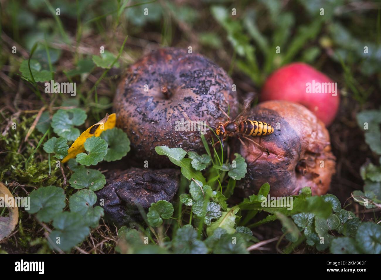 Yellow hornet perched on a red apple among the grass - Vespa crabro ...
