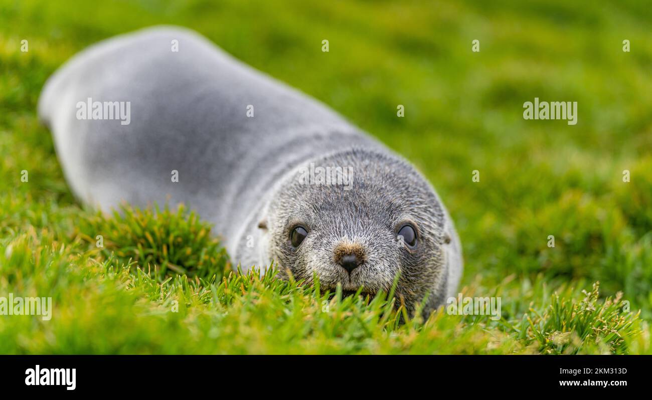 Young Antarctic fur seal , Antarctic fur seal (Arctocephalus gazella ...