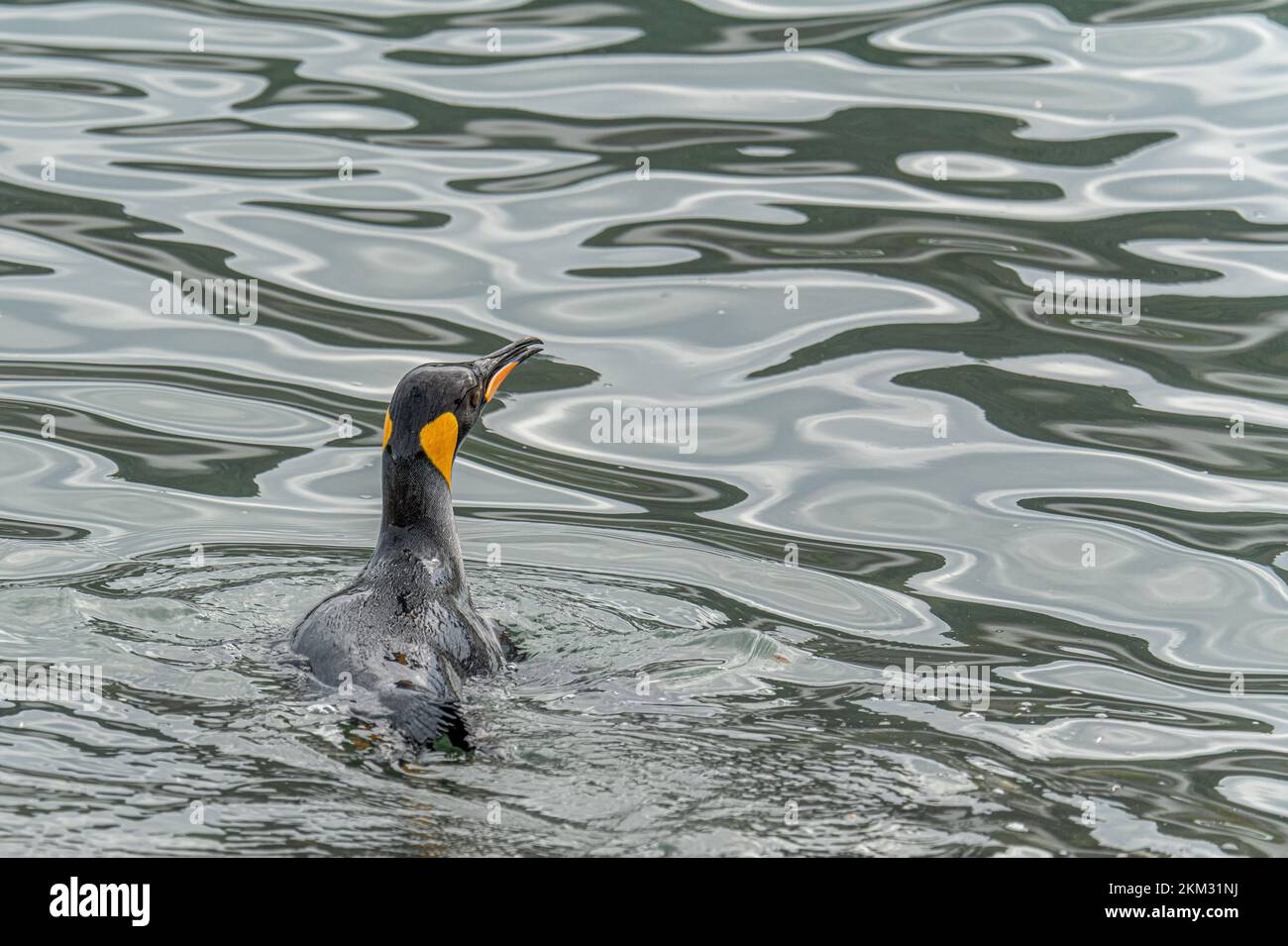 swimming king penguin (APTENODYTES PATAGONICUS) in the clear water ...