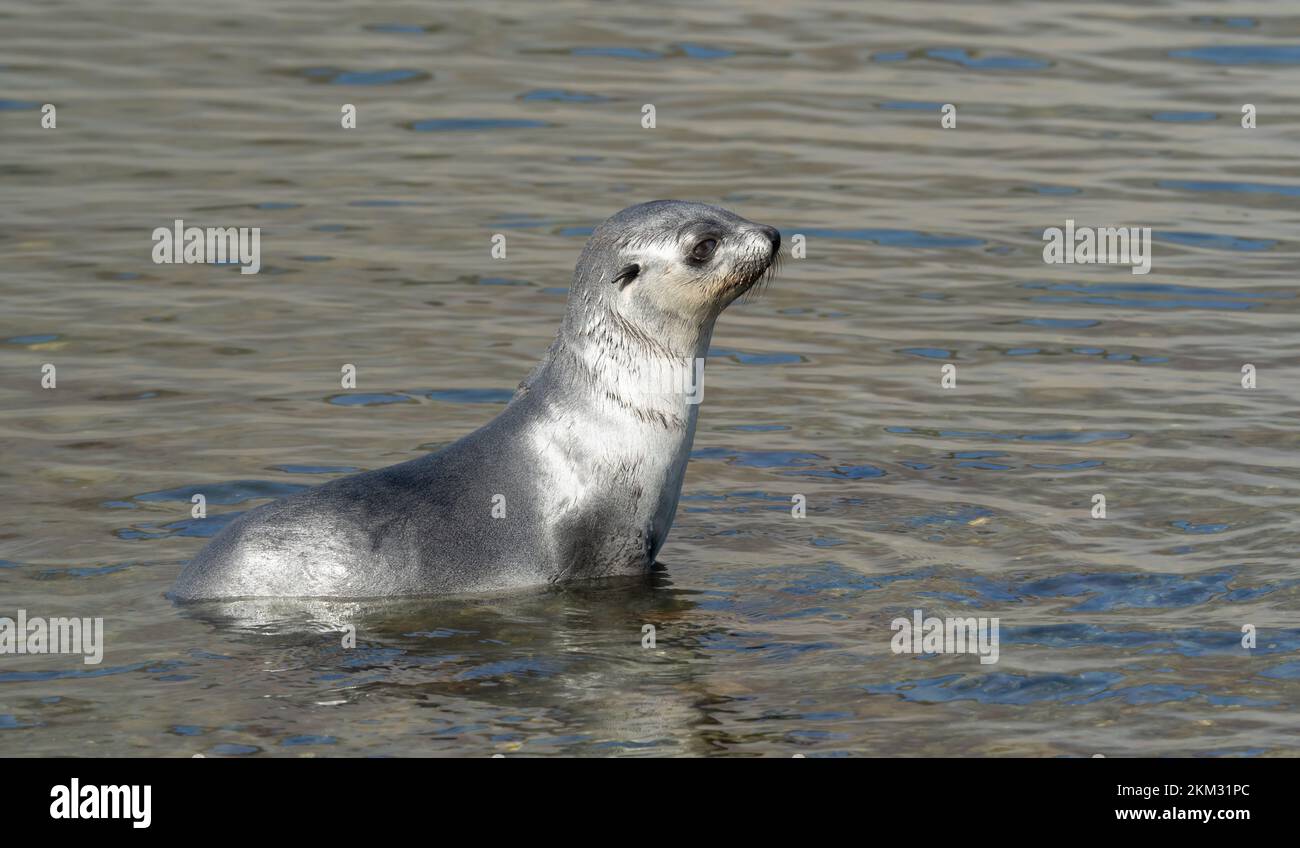 Young Antarctic fur seal , Antarctic fur seal (Arctocephalus gazella ...