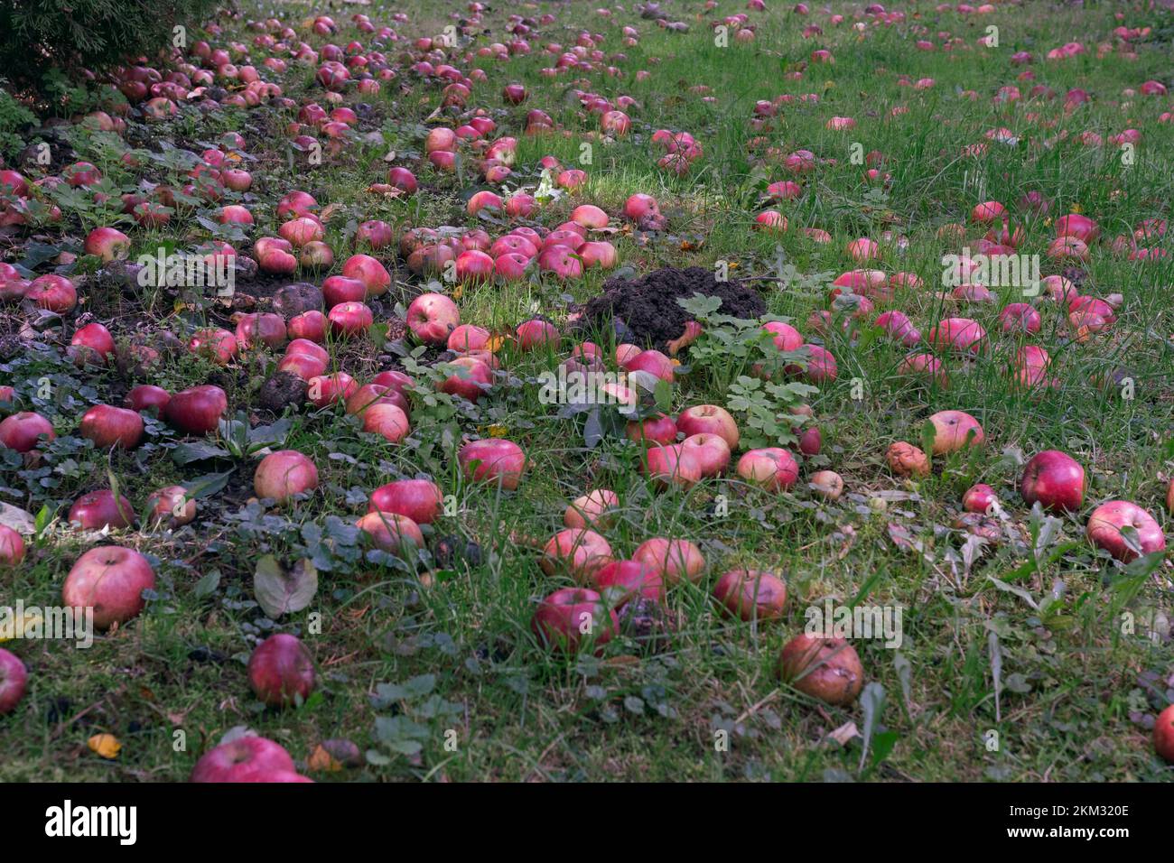 A sea of apples in the orchard, red fruit in the countryside lying on ...
