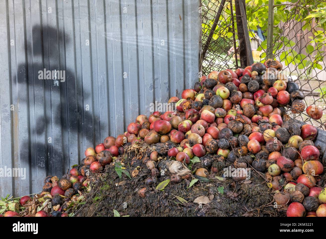Rotten apples thrown in the garbage can, fruit composter on the farm ...