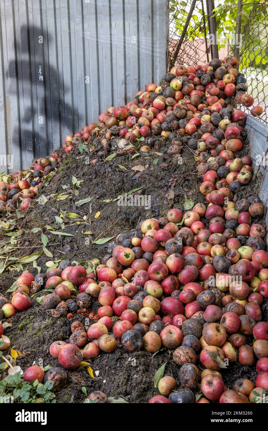 Rotten apples thrown in the garbage can, fruit composter on the farm ...