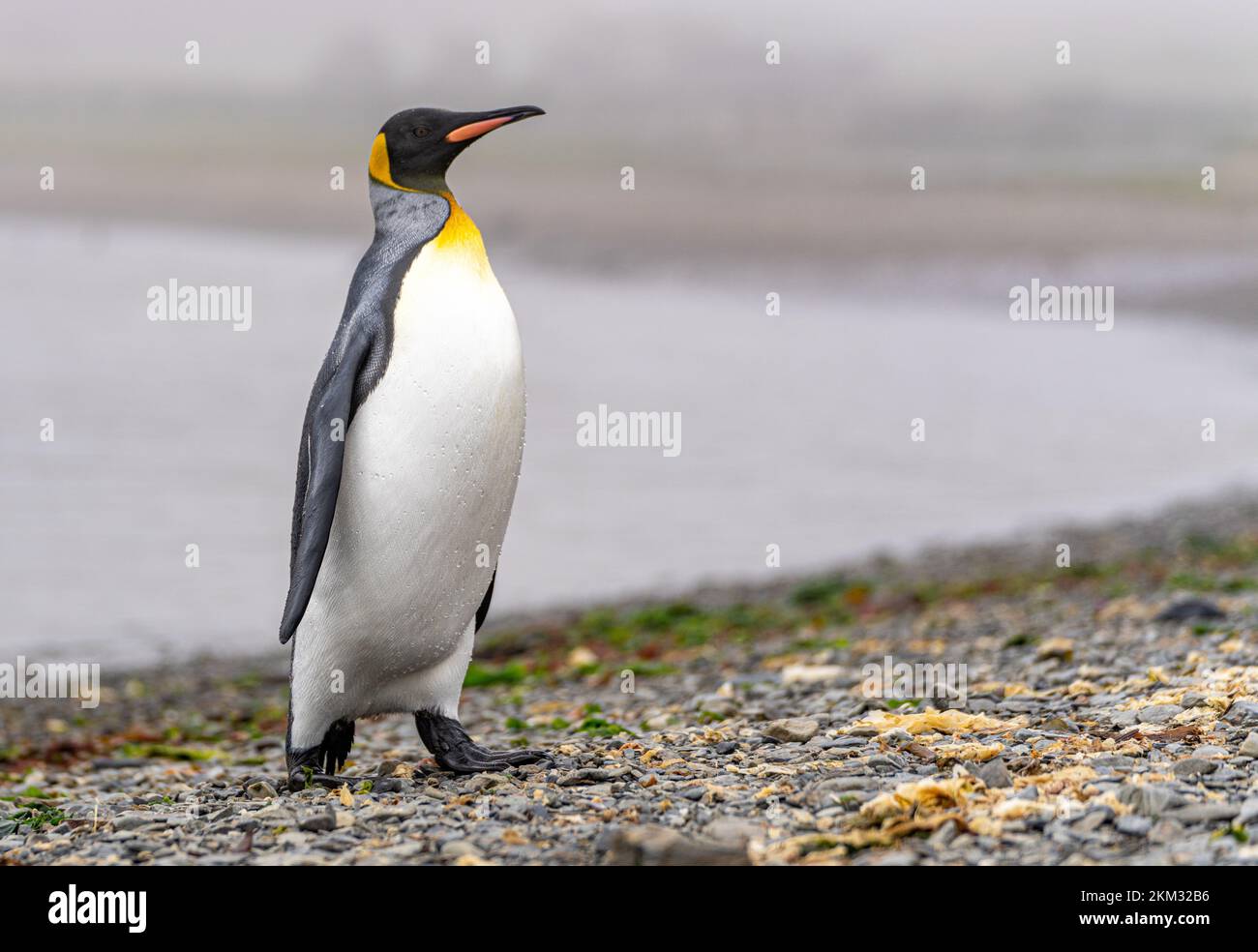 Wet plumage hi-res stock photography and images - Alamy