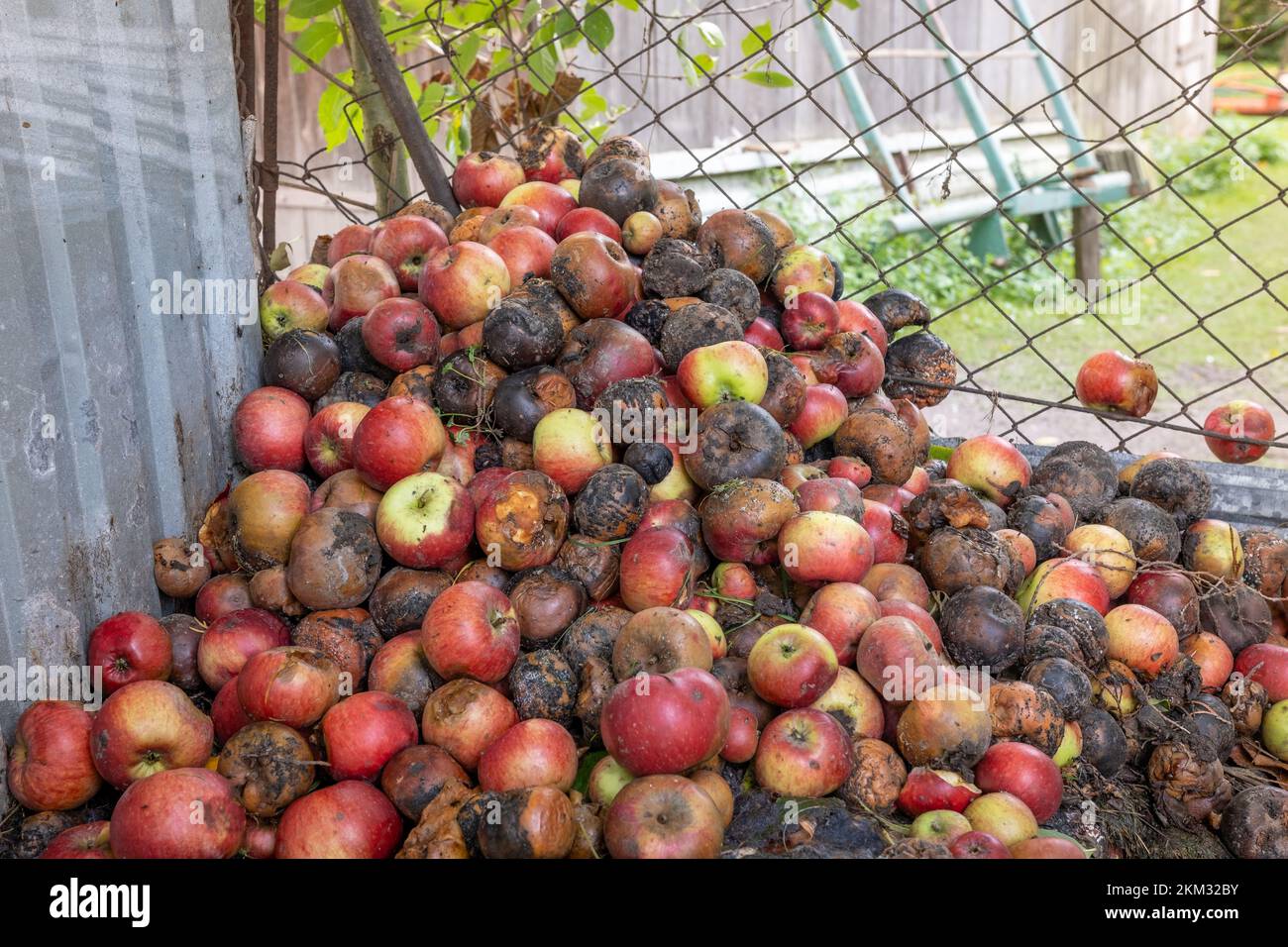 Rotten apples thrown in the garbage can, fruit composter on the farm ...