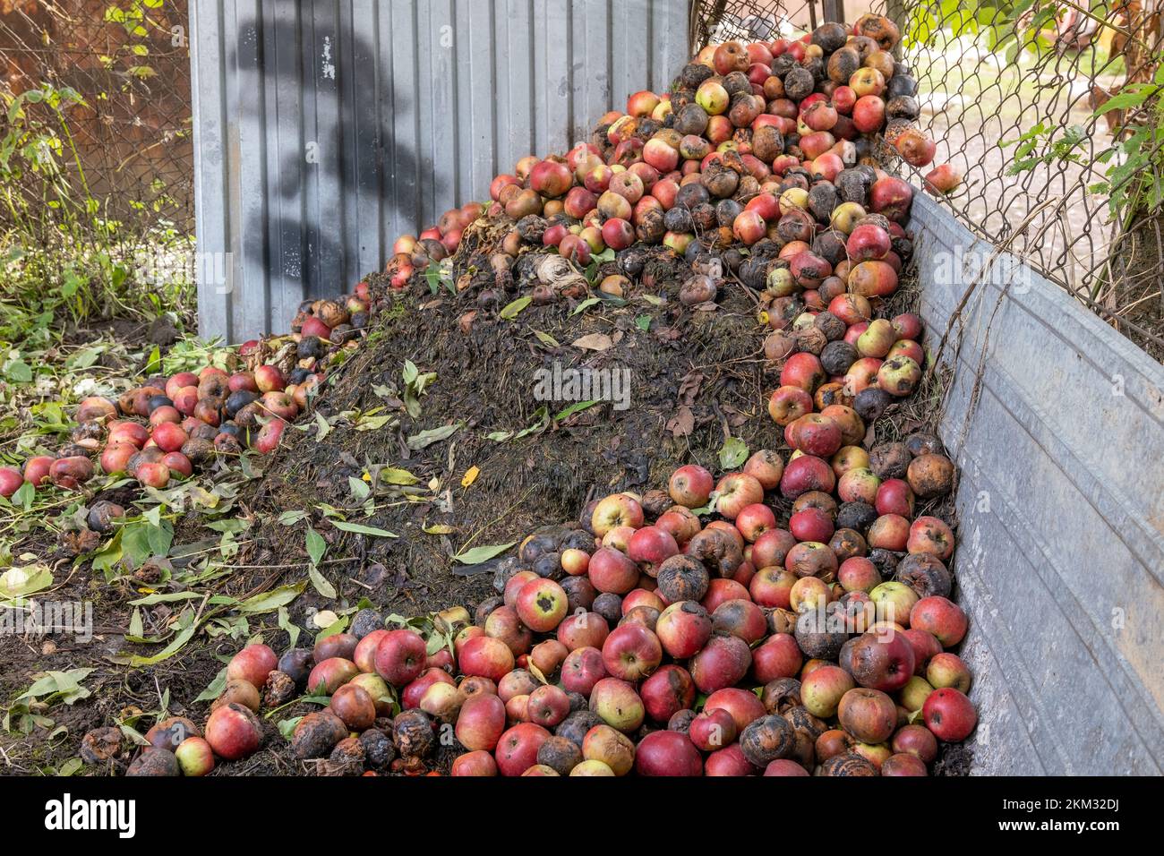 Rotten apples thrown in the garbage can, fruit composter on the farm ...
