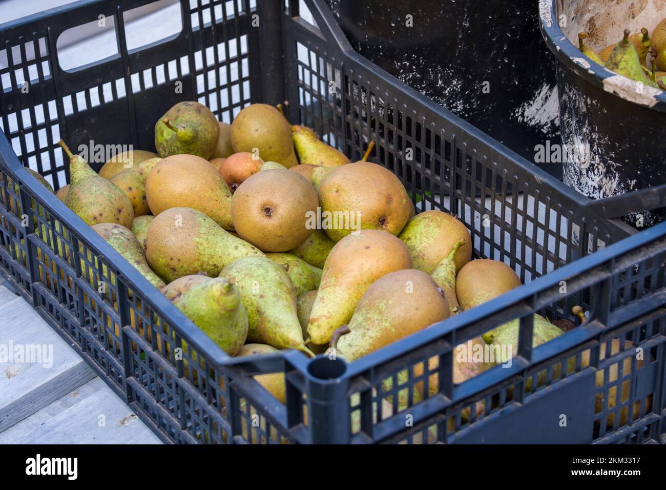 Juicy and ripe pears in a paint bucket and a plastic crate, harvested ...