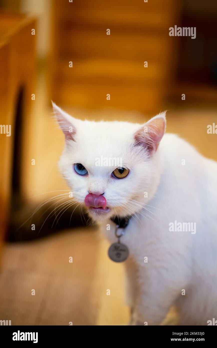 White Cat with different colored eyes, unusual Stock Photo - Alamy