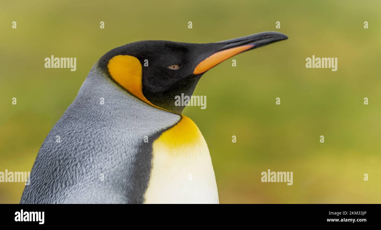 King penguin head (APTENODYTES PATAGONICUS), cropped against green ...