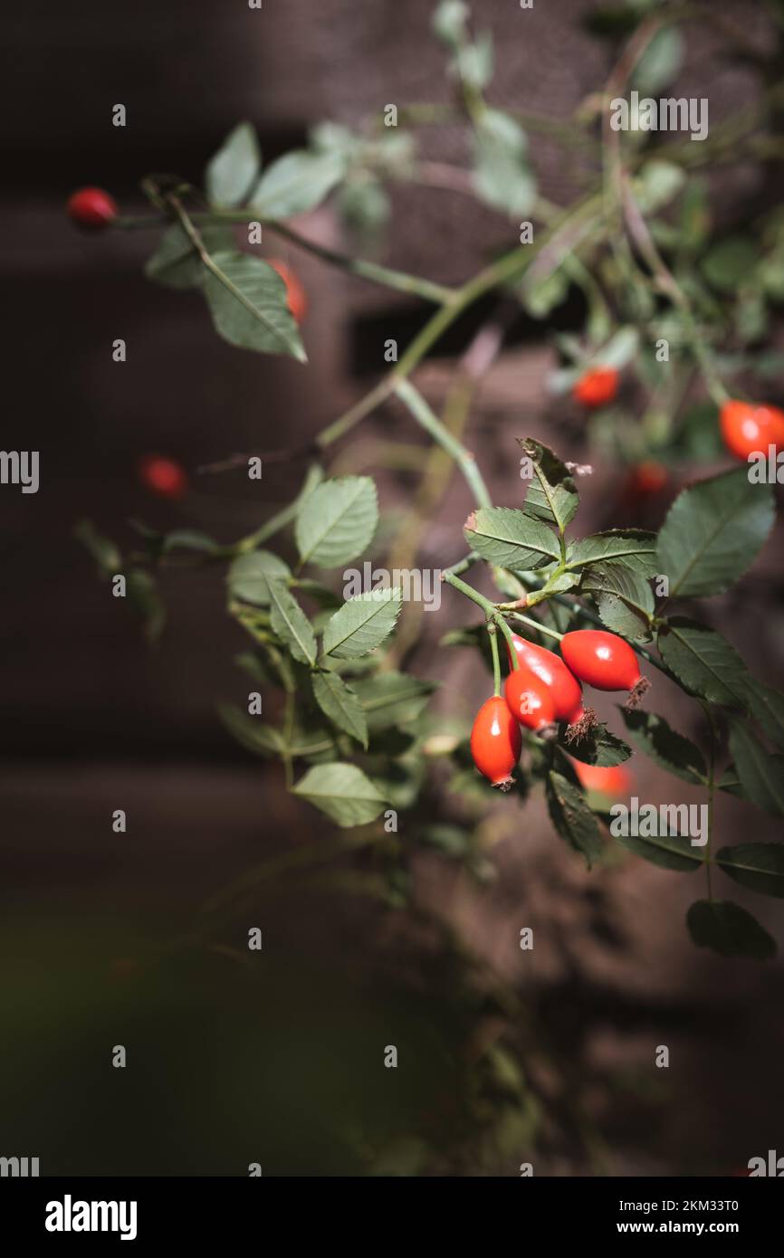 Split rose branch hi-res stock photography and images - Alamy