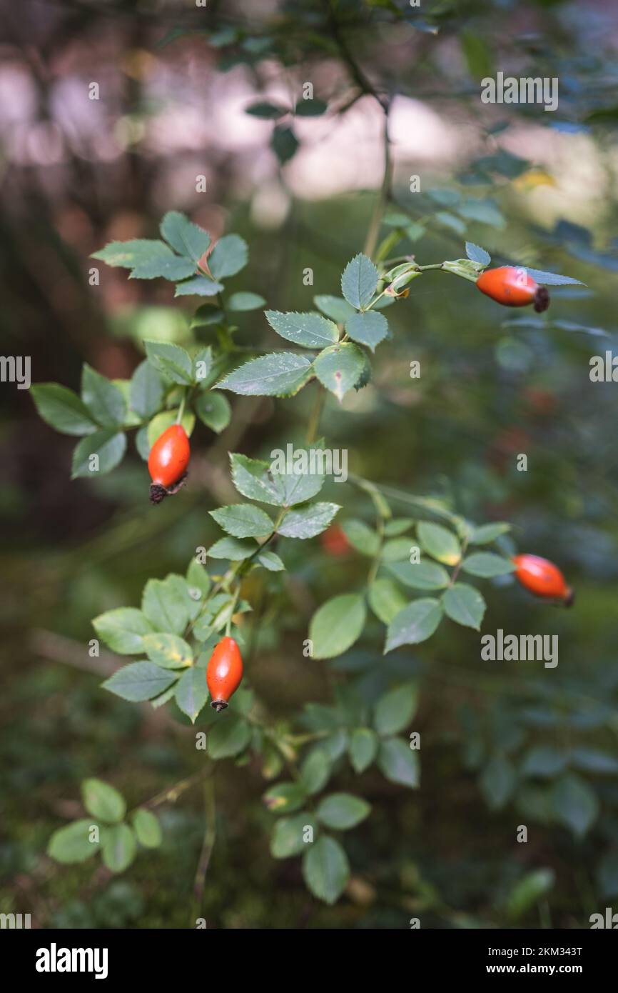 Split rose branch hi-res stock photography and images - Alamy