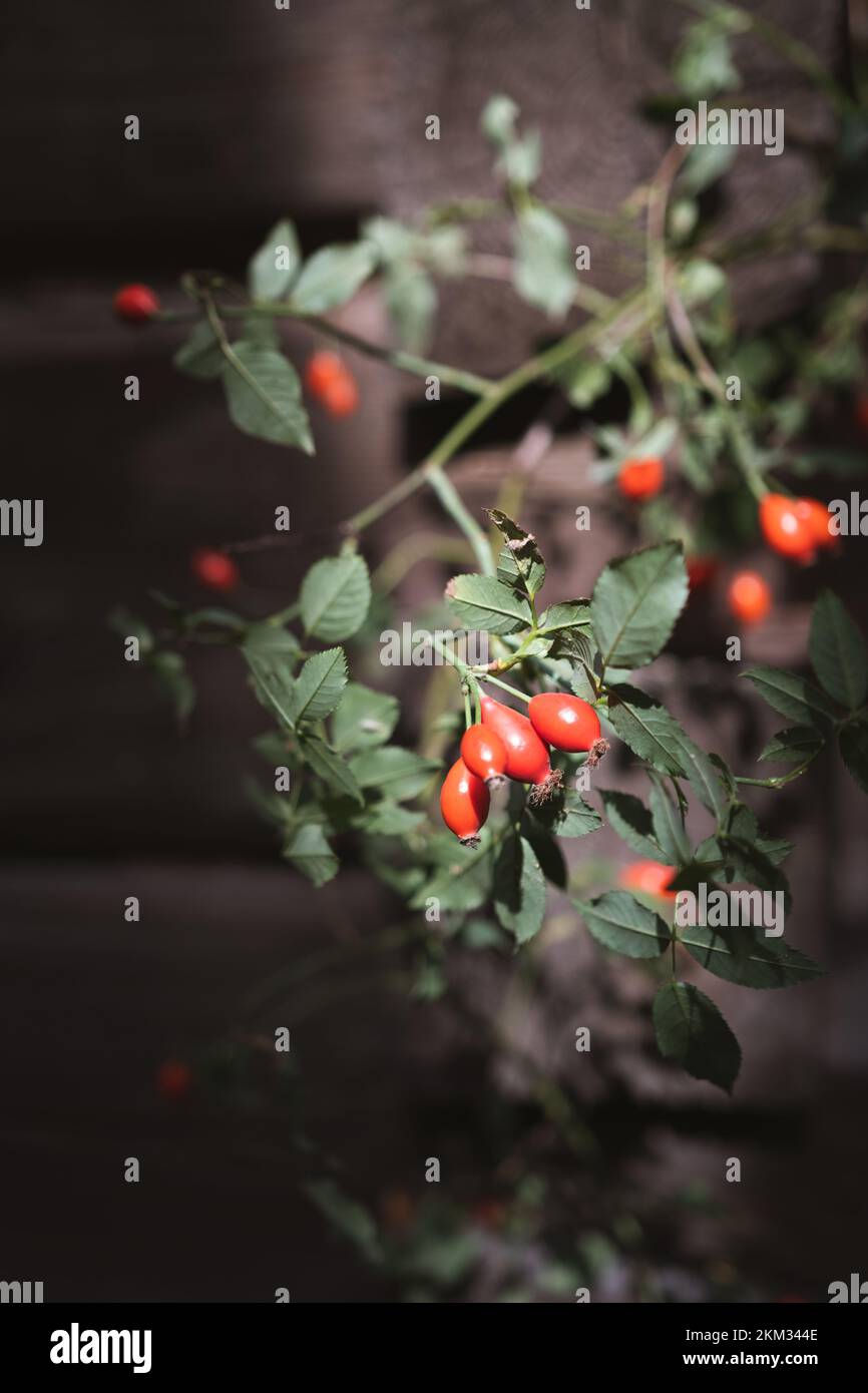 Split rose branch hi-res stock photography and images - Alamy