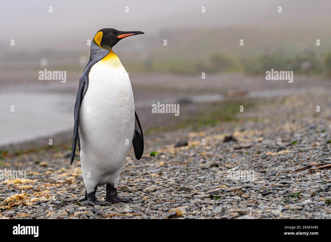 Wet penguin hi-res stock photography and images - Alamy