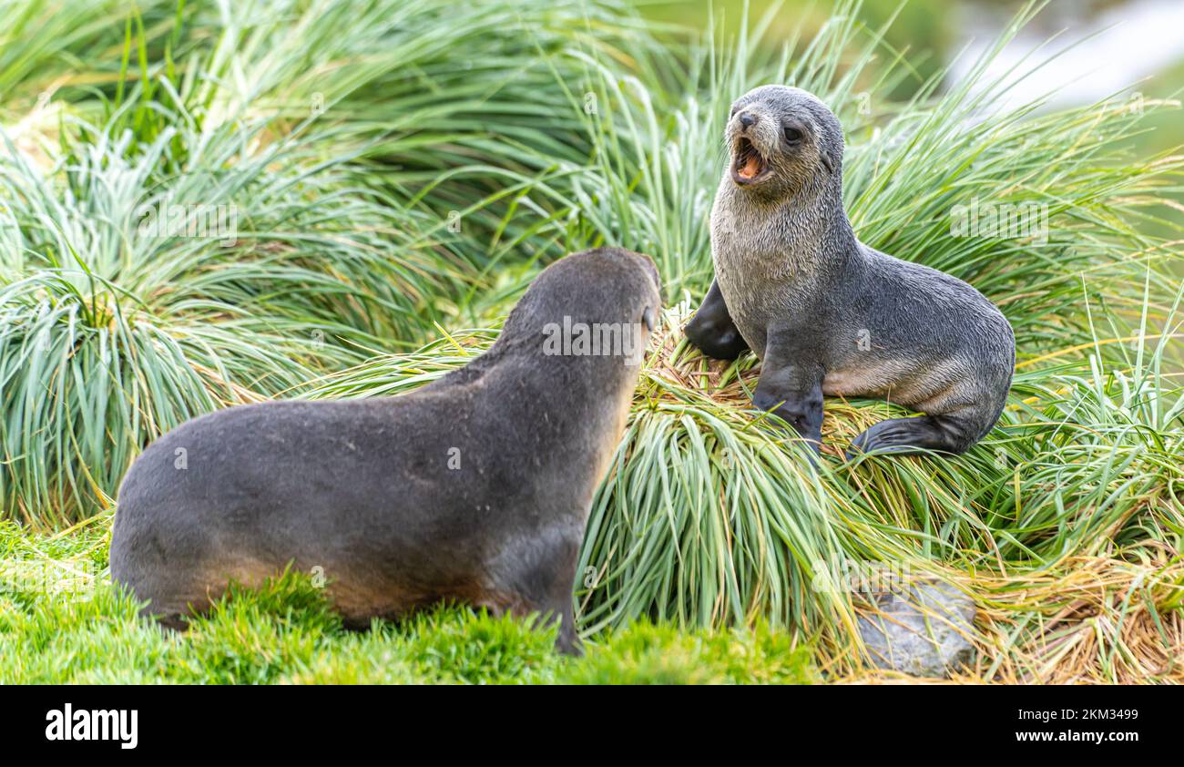 Antarctic fur seals in their environment hi-res stock photography and ...