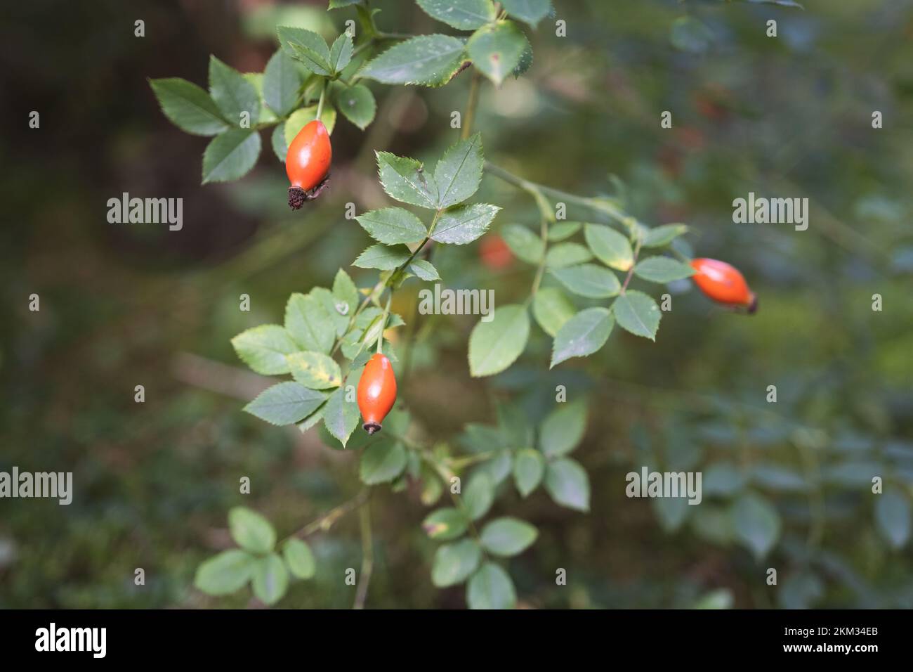 Split rose branch hi-res stock photography and images - Alamy
