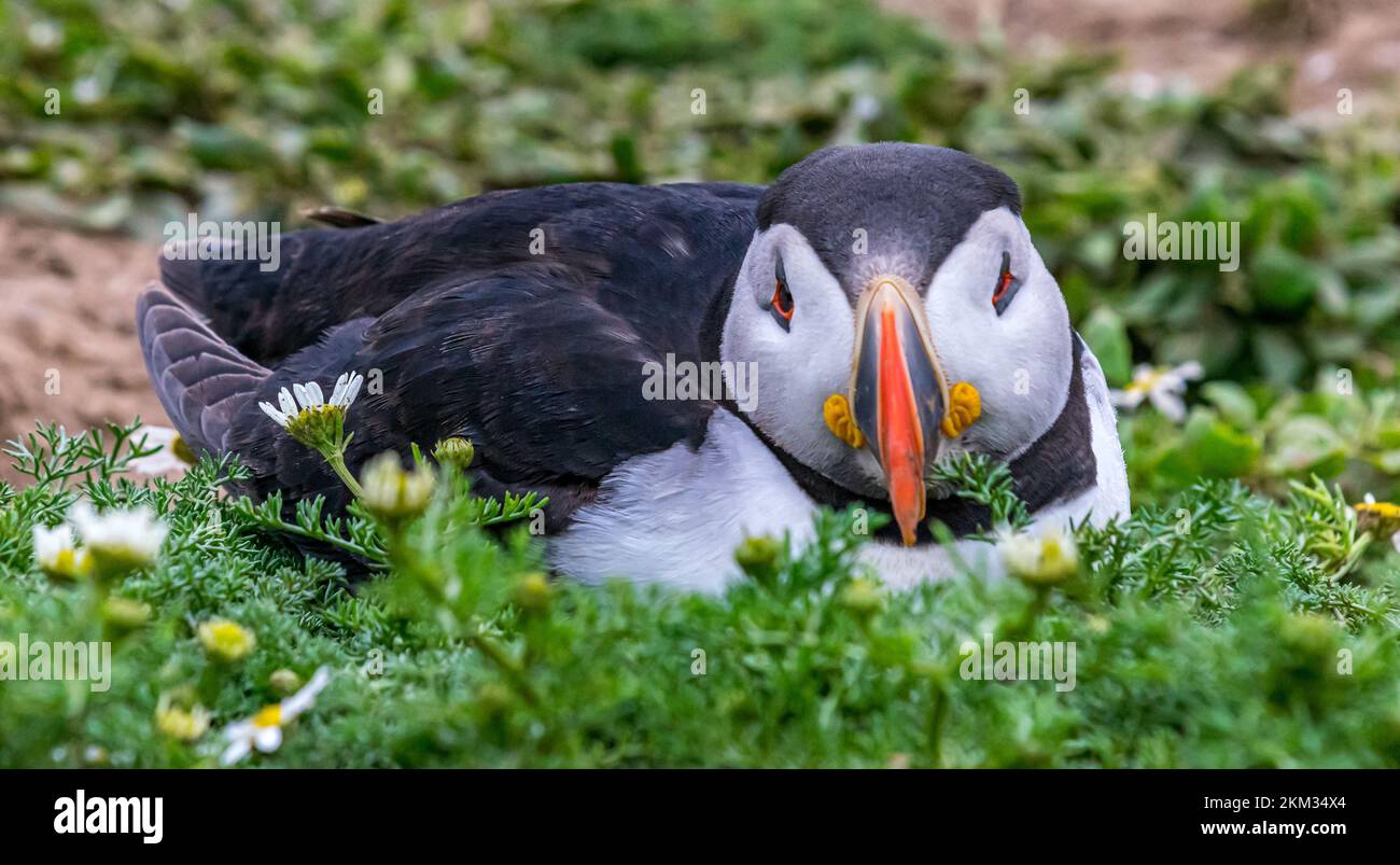 Puffins - cute Puffin bird sitting on the green ground on Skomer Island ...