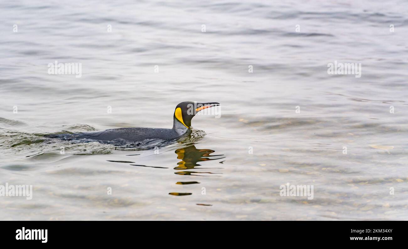 swimming king penguin (APTENODYTES PATAGONICUS) in the clear water ...