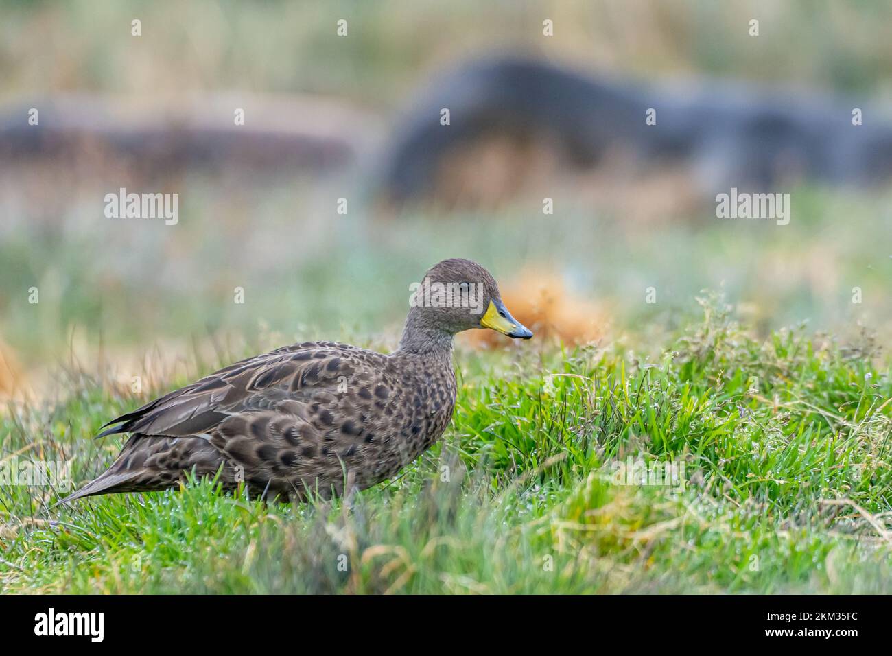 Small, mottled, predominantly brown Sharp-tailed Duck (Anas georgica ...