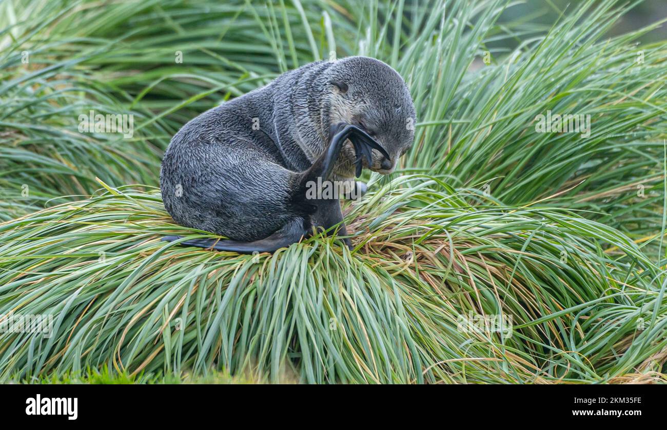 Young Antarctic fur seal , Antarctic fur seal (Arctocephalus gazella ...