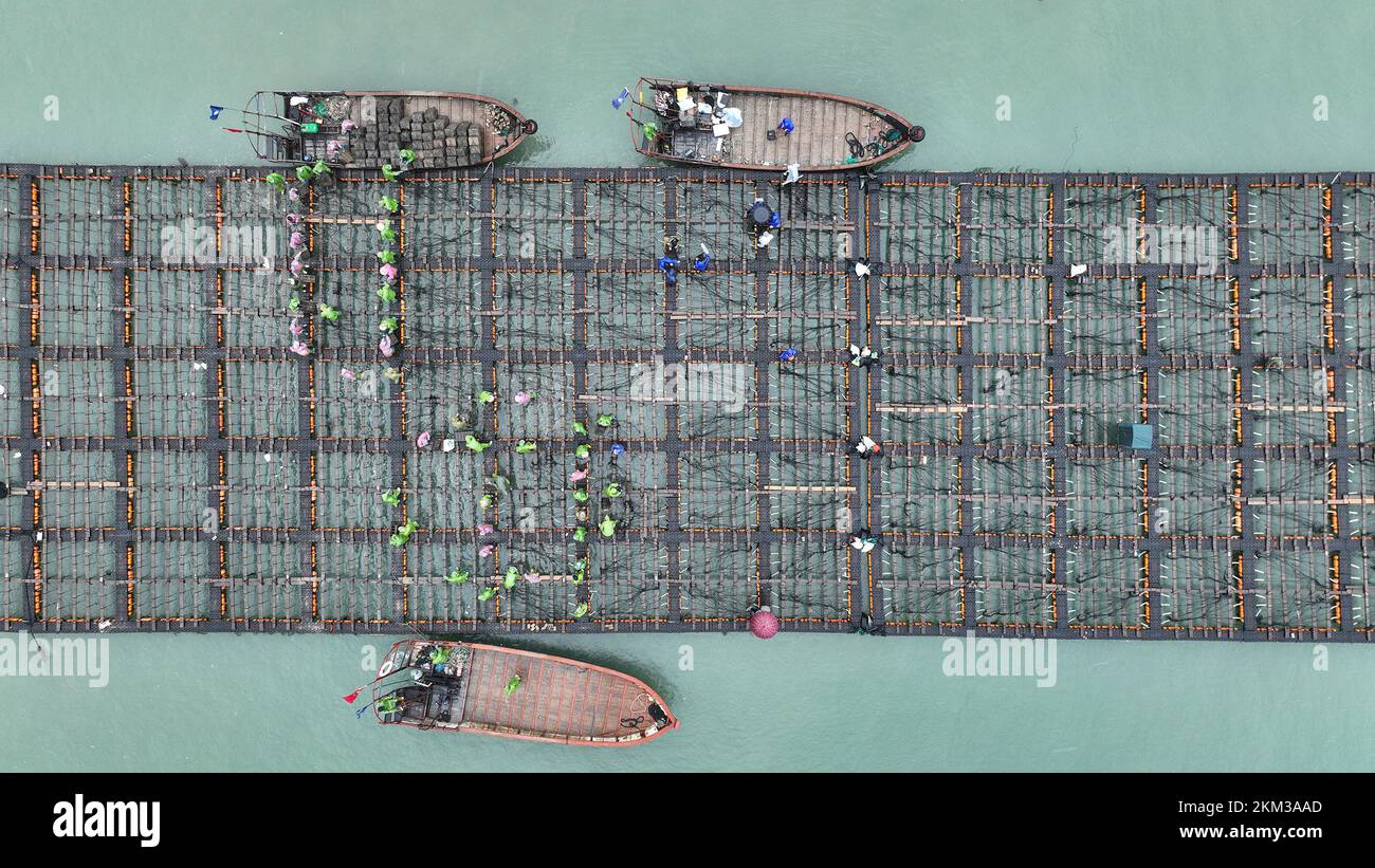 Fujan, China. 25th Nov, 2022. (221126) -- LIANJIANG, Nov. 26, 2022 ...